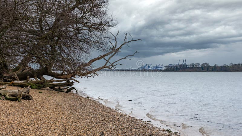 Trees Overhanging a Pebble Riverbank Stock Photo - Image of countryside ...
