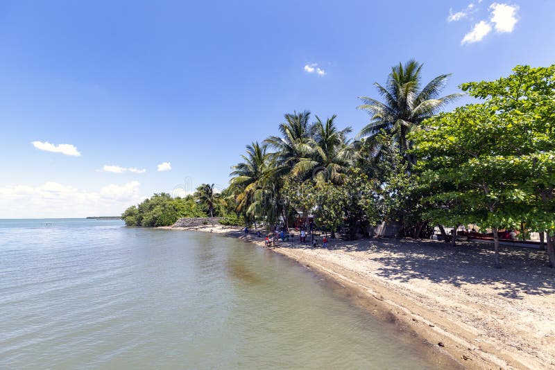 Trees and Palms at the Coast, Manzanillo, Cuba Stock Photo - Image of ...