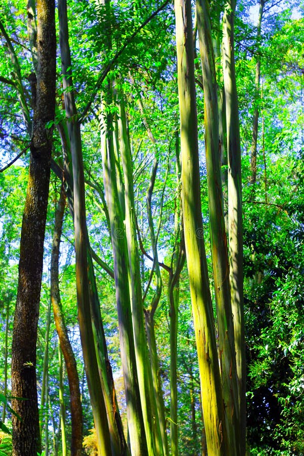 Trees in paradise stock photo. Image of holiday, beauty - 118340904