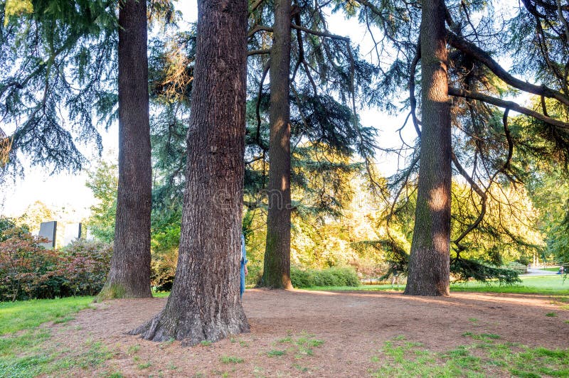 Trees of Parco Sempione in Milan, Italy Stock Image - Image of sempion ...
