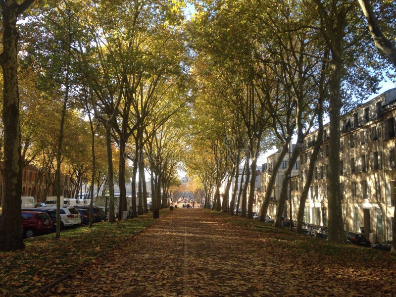 Trees stock image. Image of paris, yellow, france, orange - 62118739