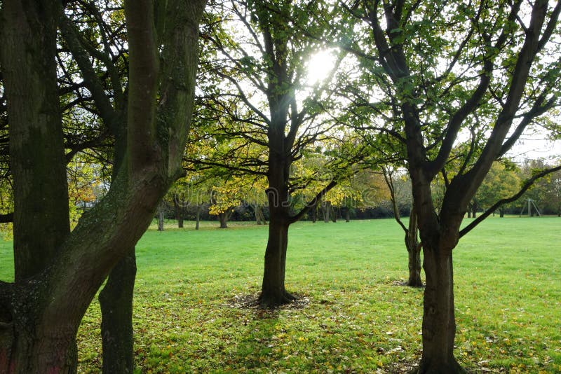 Trees in a Park stock image. Image of park, grass, fall - 164218635