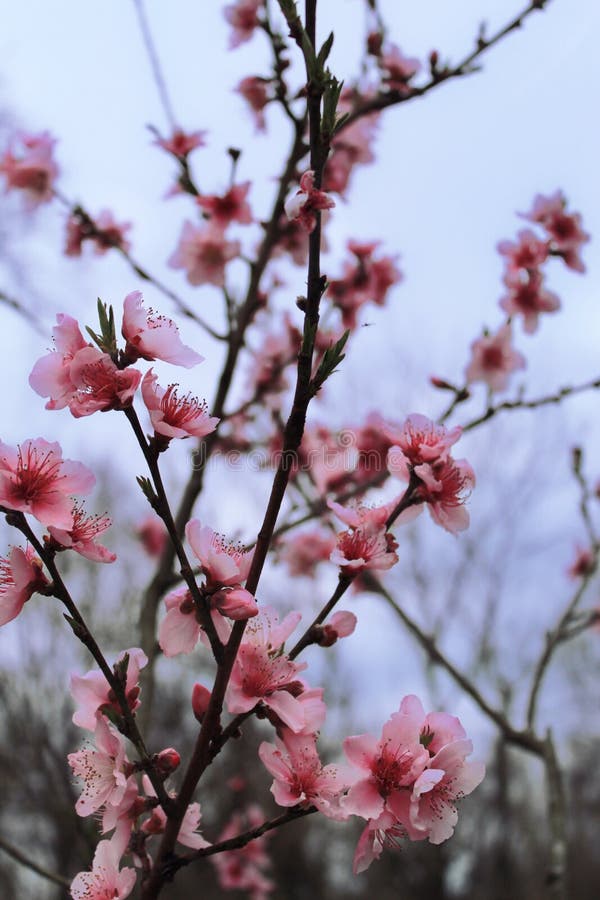 Trees at the park stock photo. Image of pink, blooms - 175990472