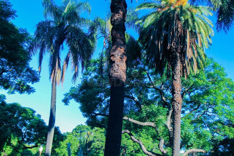Background Tree Garden Outside Texture Forest Outside Stock Image ...
