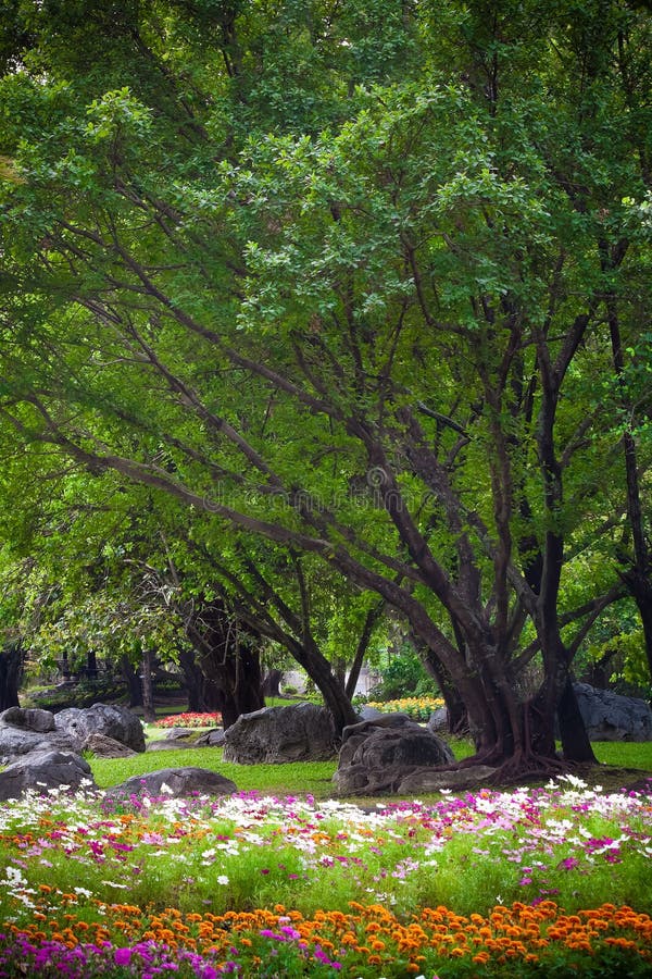 Trees in the Park stock image. Image of closeup, park - 22610437