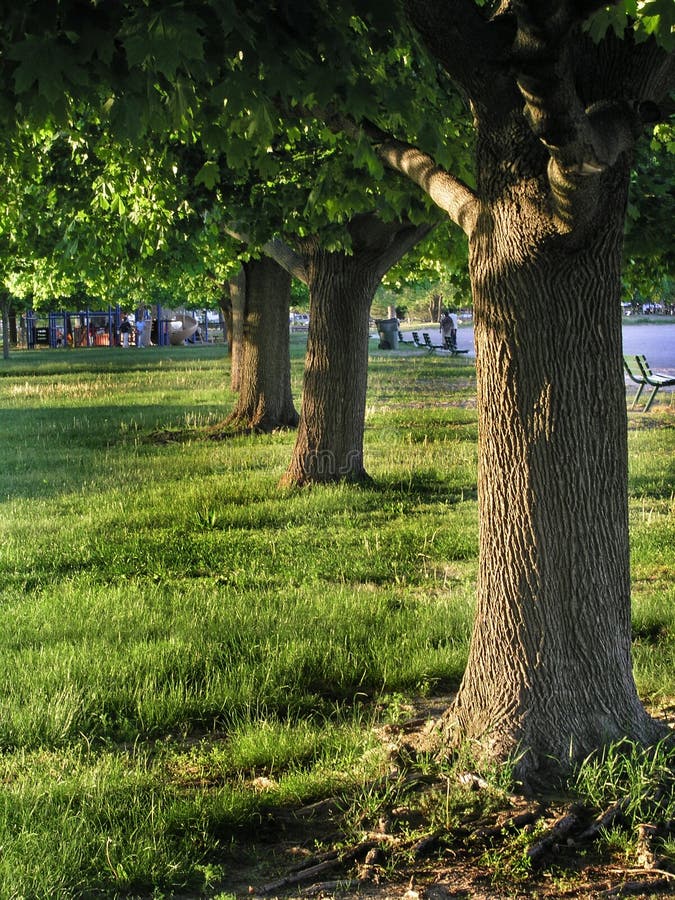 Trees in the Park stock image. Image of trees, park, allergic - 2466001