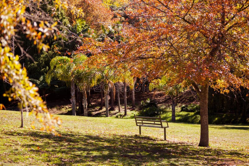 Trees at Park during Autumn Stock Image - Image of tranquility, nature ...