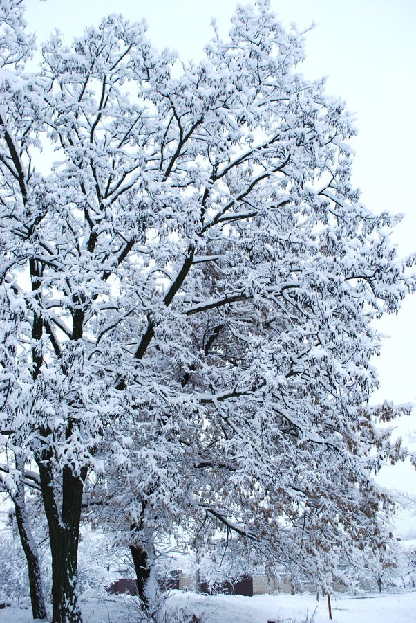 Trees in the Park are Covered with White Fluffy Snow Stock Image ...