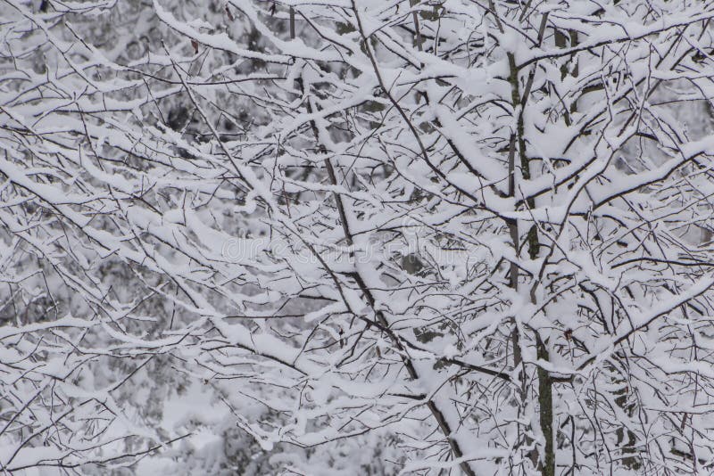 Trees in Park Covered with White Snow Stock Image - Image of frost ...