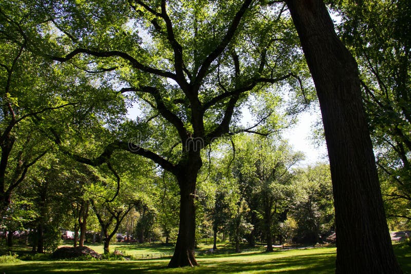 Trees in the Park in Daylight Stock Image - Image of daylight ...