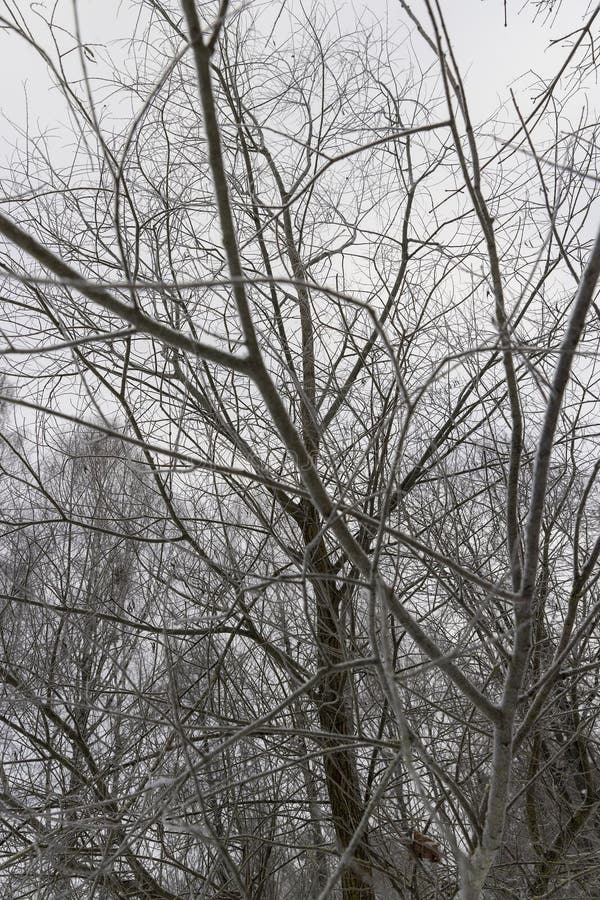 Trees in the Park without Foliage during Snowfall in Winter Stock Image ...