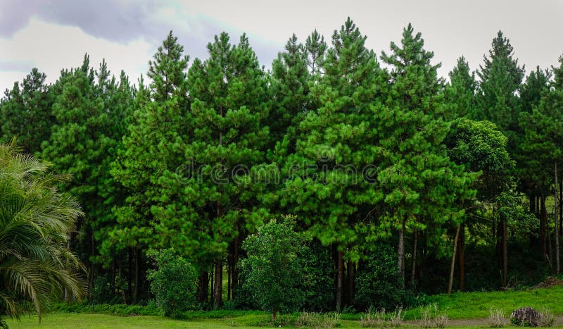 Trees at the Park in Mauritius Island Stock Photo - Image of ecology ...