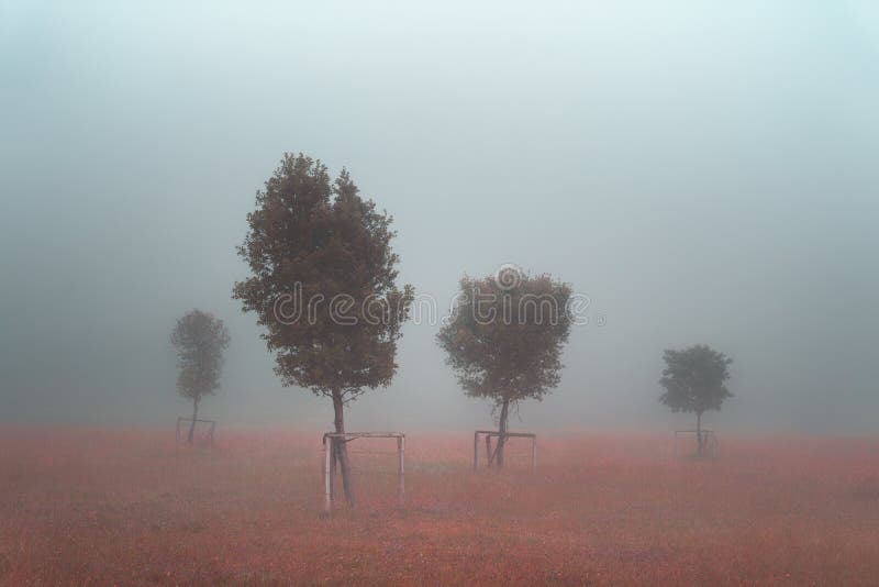 Trees with morning fog stock photo. Image of grass, misty - 189134532