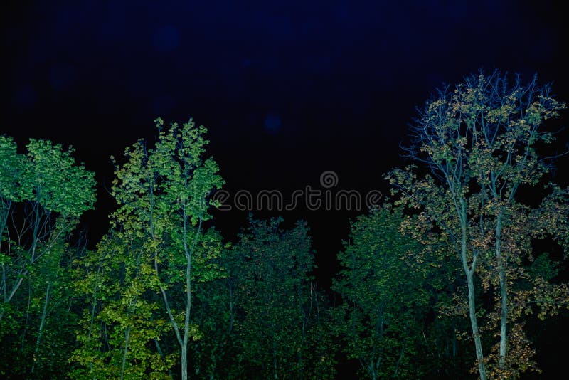 Trees in the Park at Night Nature Dark Landscape Stock Photo - Image of ...