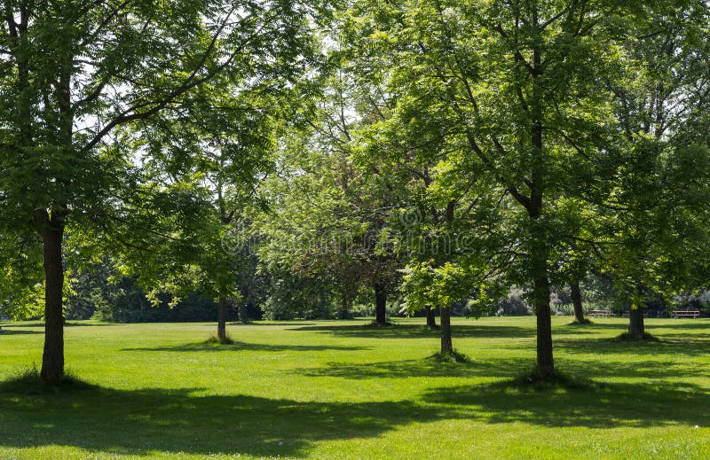 Trees in a Park stock image. Image of bright, closeup - 42961635