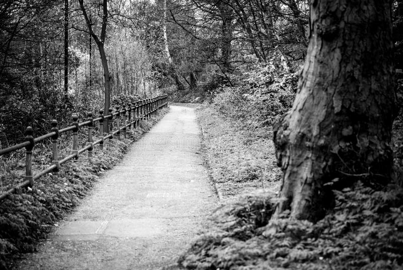 Trees in a park stock image. Image of english, leisure - 43597741