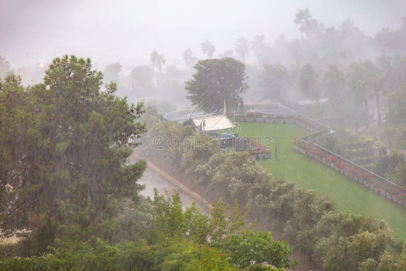 Trees in the Park in Rain Water. Stock Image - Image of green ...