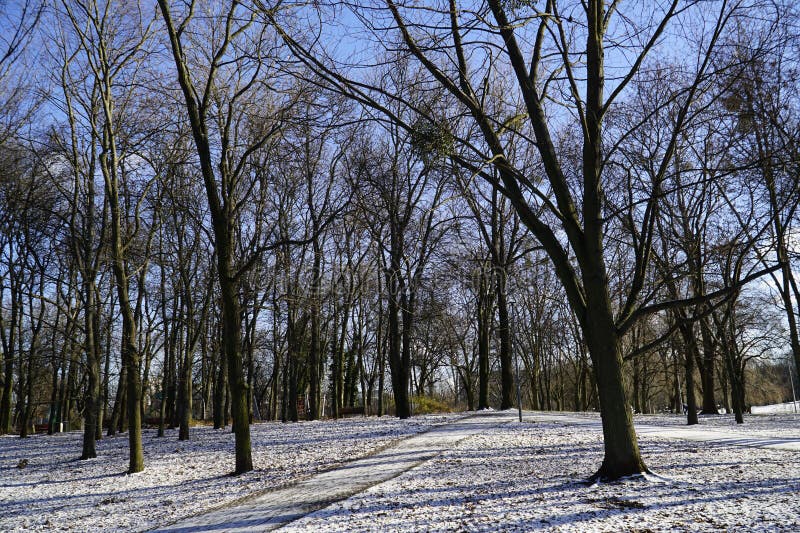Trees in Park, Snow on Ground - Winter Season Stock Image - Image of ...