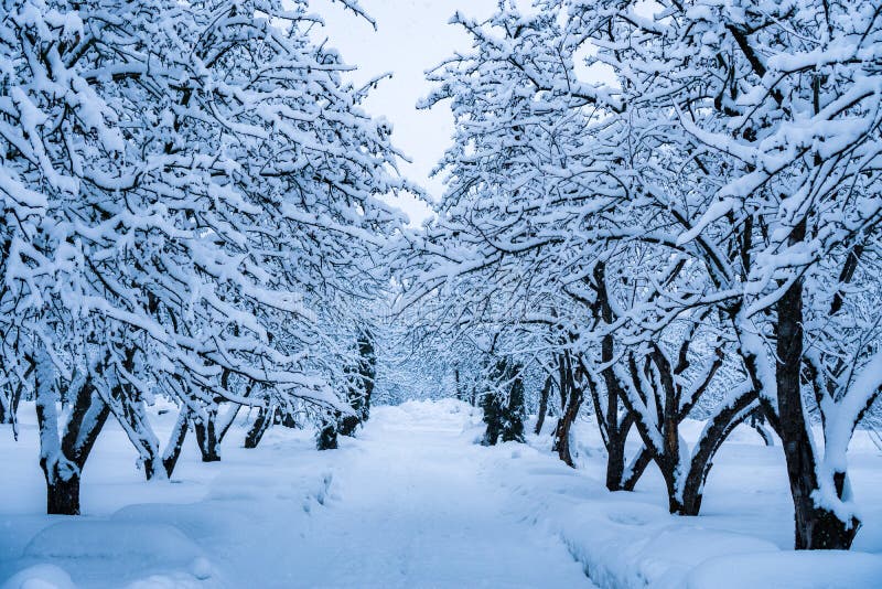 The Trees in the Park after the Snowfall are Completely Covered with ...