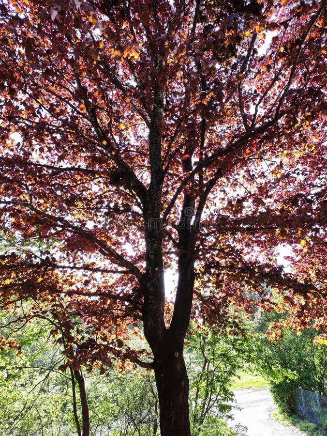 Trees in Park during Spring during Day Stock Image - Image of park ...