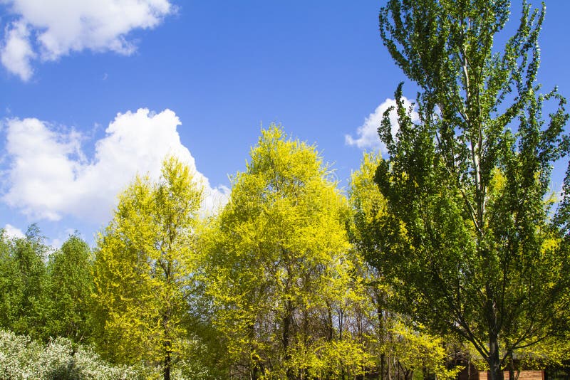 Trees in the Park in Spring Stock Photo - Image of apricot, color ...