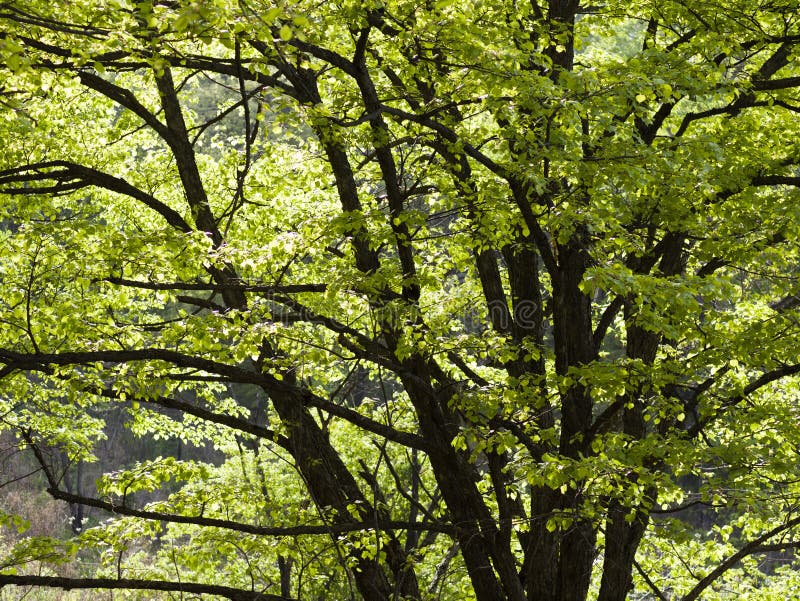 Trees in Park in Springtime. Dark Trunk with Fresh Green Leaves ...