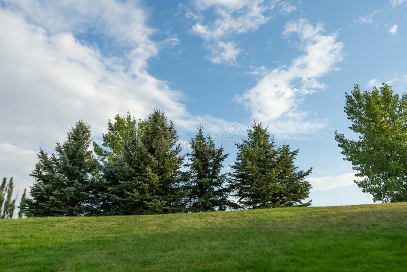 Trees in Park during Summer on Top of a Hill Stock Image - Image of ...