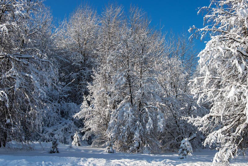 Trees after heavy snowfall stock image. Image of deep - 110462331
