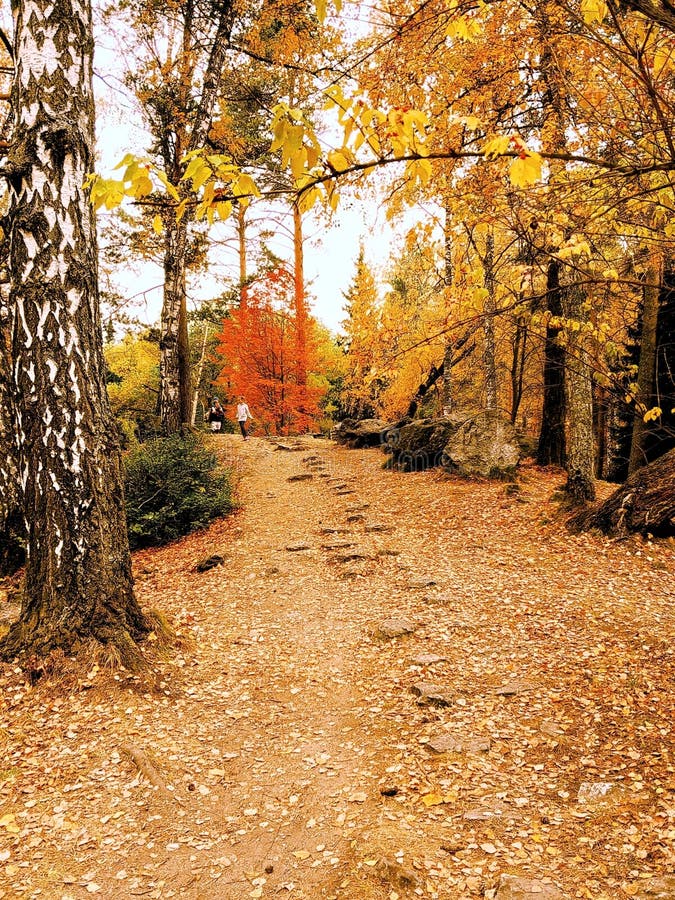Trees in the Park. Tree Trunks. Foliage on the Ground. Seasons. Autumn ...