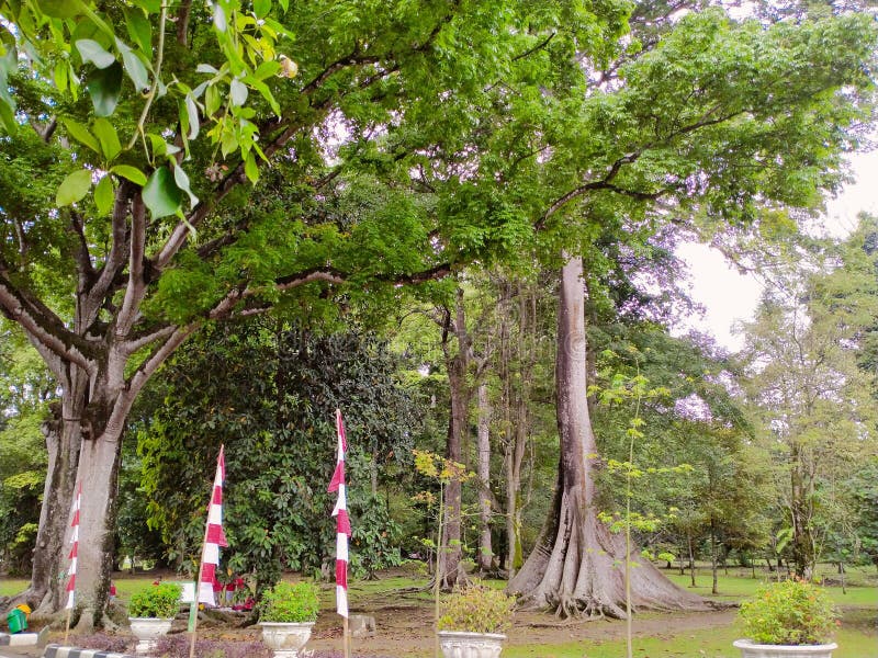 The Trees on the Park are Very High Stock Image - Image of trees, park ...