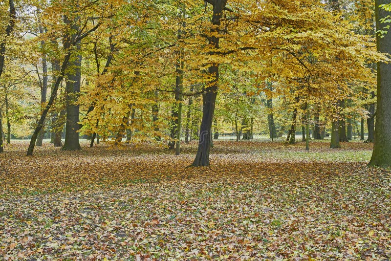 Trees in the park stock image. Image of green, forest - 63742929