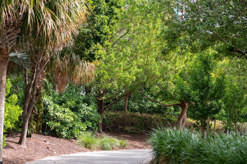 Trees in a Park with a Walkway, Miami Beach Florida Stock Image - Image ...