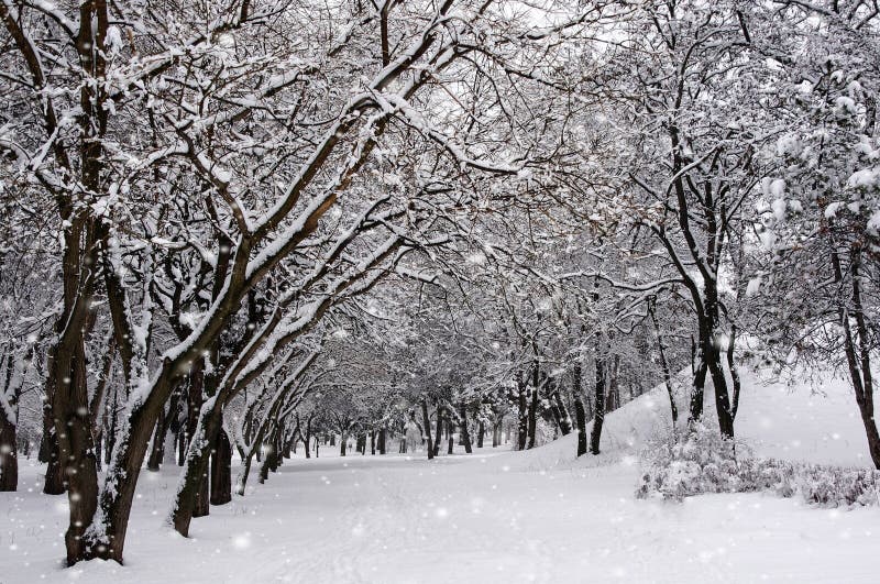 The Trees in the Park in Winter. it`s Snowing Stock Photo - Image of ...
