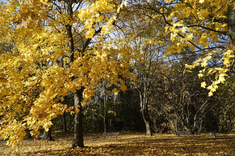 Trees in Park with Yellow Leaves in Fall Stock Image - Image of warm ...