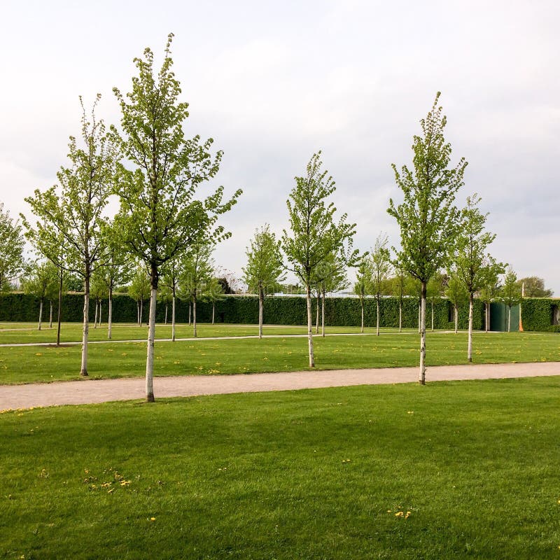 Trees in the park stock photo. Image of greenery, land - 127618360