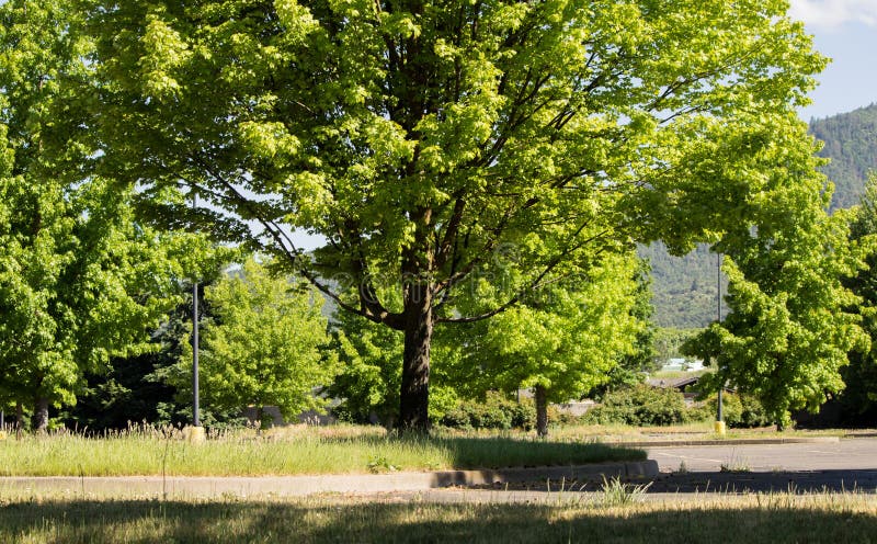 Trees in a Parking Lot stock image. Image of beautiful - 93770749