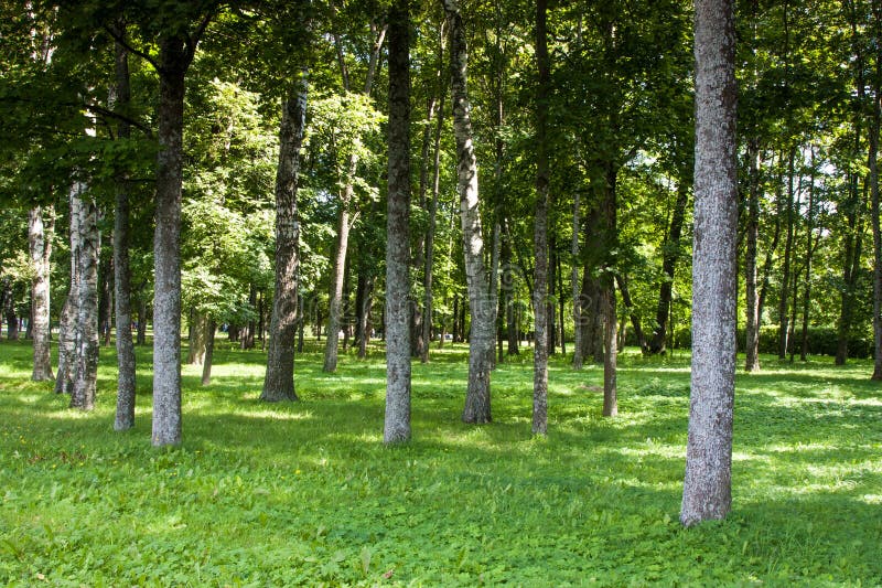 Trees of Parks on Sunny Day. the Sun Spots between the Trees Create a ...