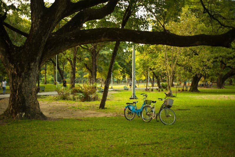 Trees of Parks on Sunny Days Stock Photo - Image of sunny, park: 105776680