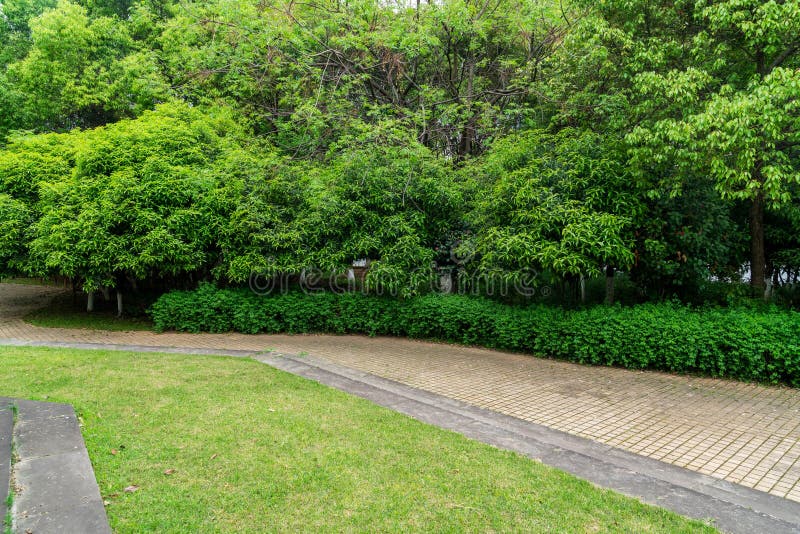 Trees of Parks on Sunny Days Stock Image - Image of repose, beautiful ...