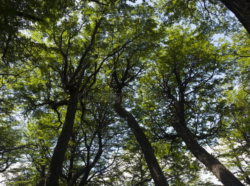 Trees of the Patagonia. Chile Stock Image - Image of majestic ...