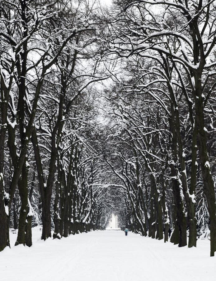 Trees, path and snow stock photo. Image of city, forest - 24454560