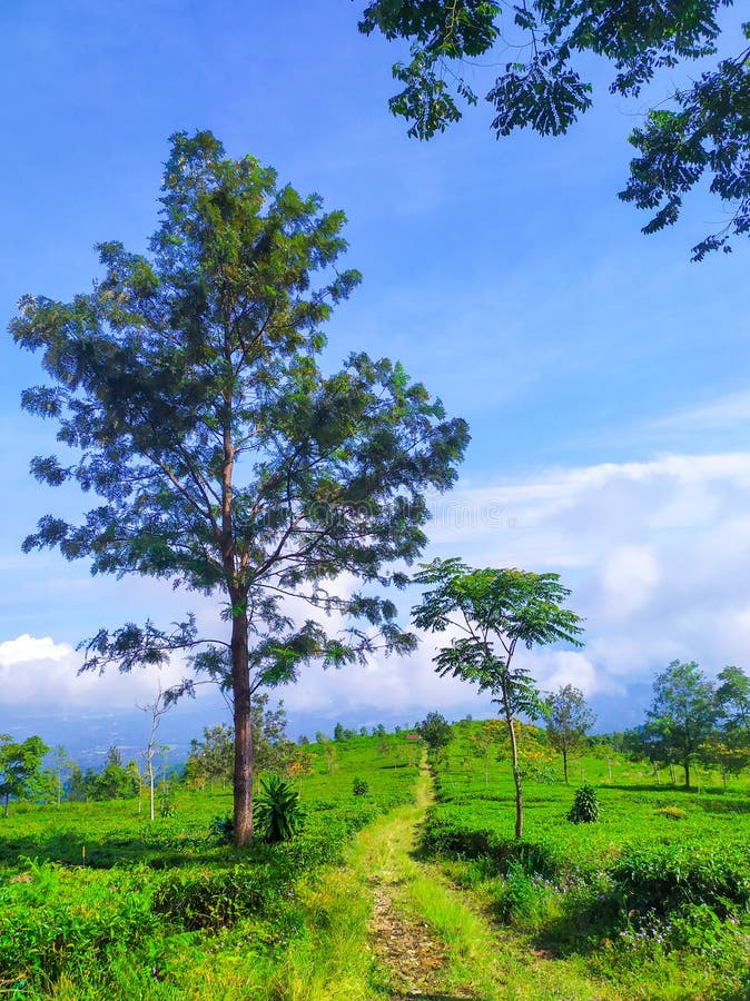 Trees and paths stock photo. Image of paths, grass, tree - 261244760