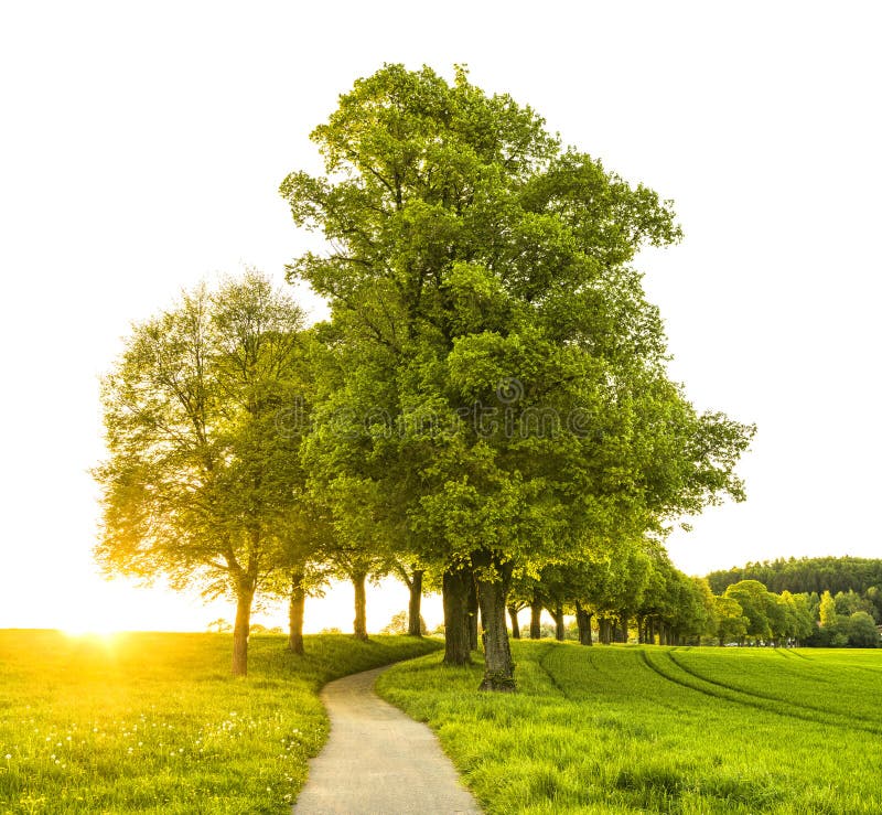 Trees With Pathway stock photo. Image of sunlight, landscape - 116776604