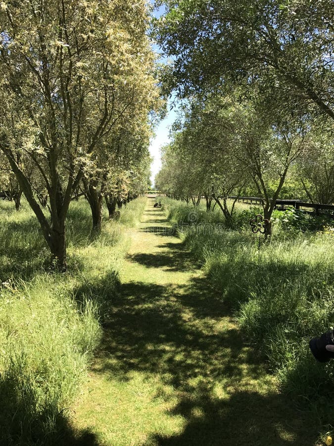 Trees pathway stock photo. Image of trees, long, nature - 159775852