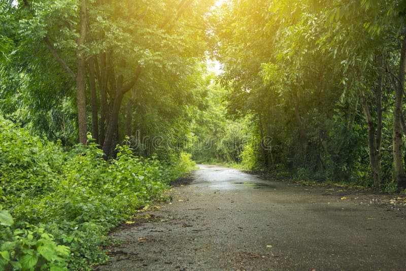 Trees and pathways stock photo. Image of damp, pathways - 97800490