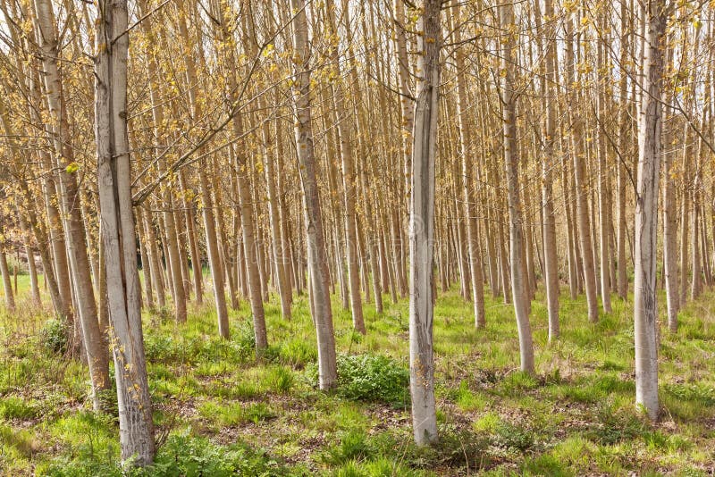 Trees Pattern Background stock photo. Image of backgrounds - 19041782