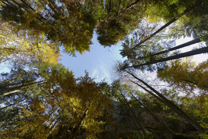 101,545 Trees Perspective Stock Photos - Free & Royalty-Free Stock ...