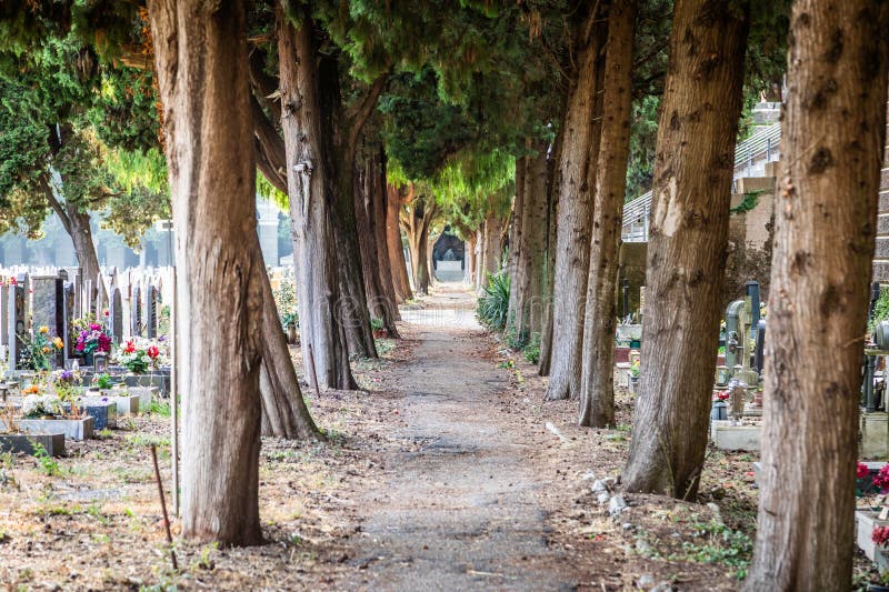 Trees Perspective in Anciant Cemetery with Tomstones. Quiet and Serene ...