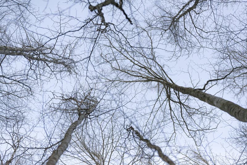 Trees Perspective from the Ground. Winter Plants Stock Photo - Image of ...