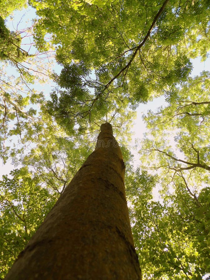 Trees in perspective stock image. Image of nature, leaf - 66584143